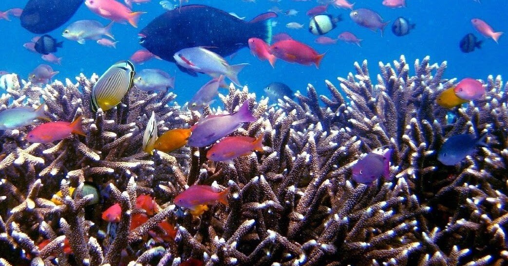 Perairan Laut Indonesia dan Potensinya yang Besar - Portal Kelas