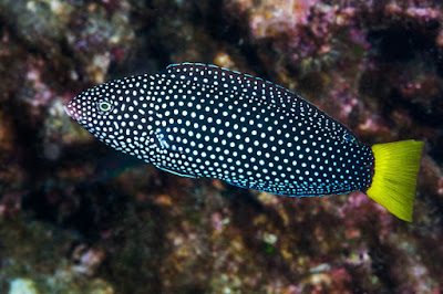 IKAN LAUT ASLI INDONESIA: Keling