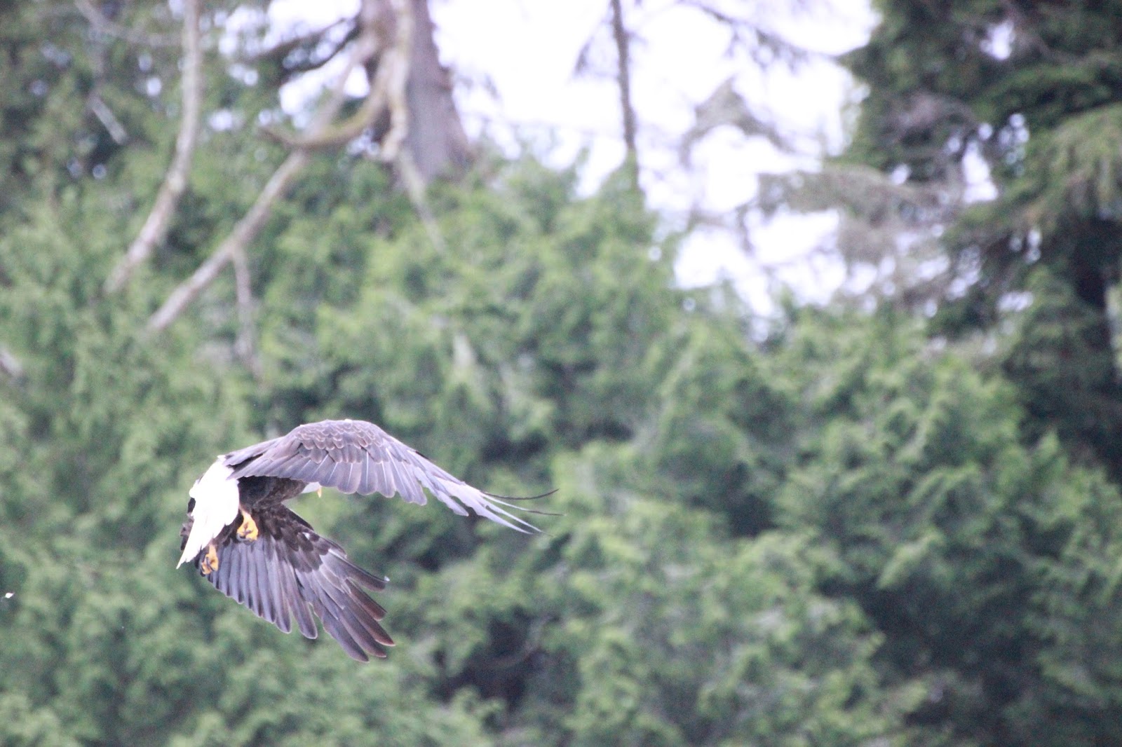 The Pioneer Business Woman: The Pacific Rim is Where It’s At….