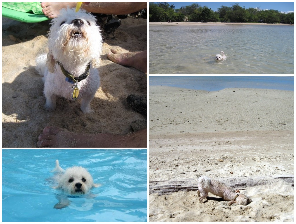 Tails to Tell: Tail Wagging Tuesday: Special Pup Feature- Riley