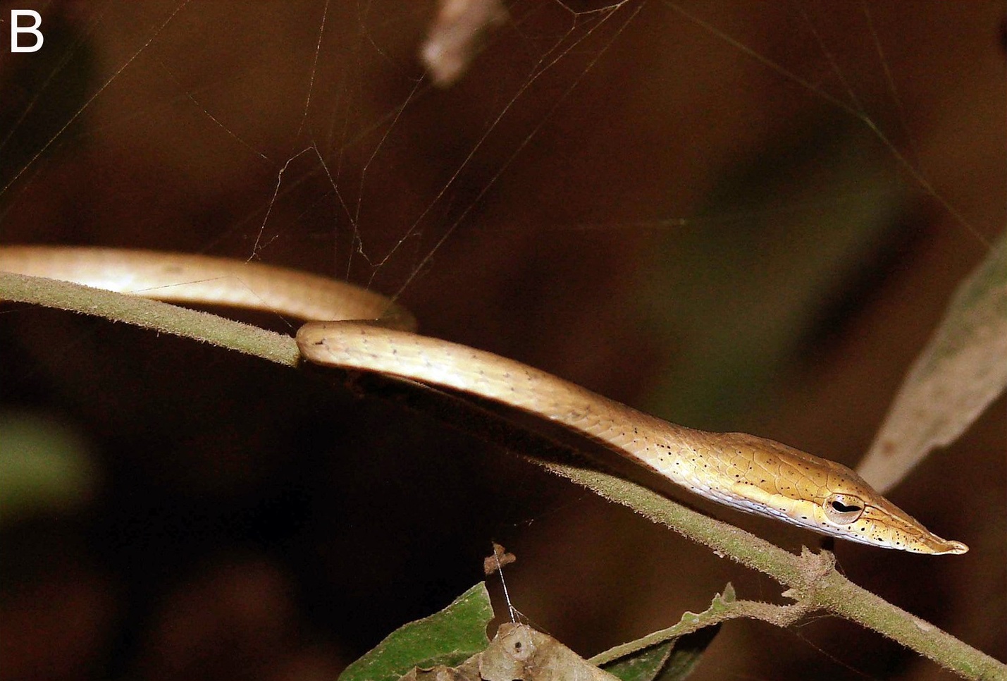 Species New to Science: [Herpetology • 2019] Ahaetulla laudankia • A ...