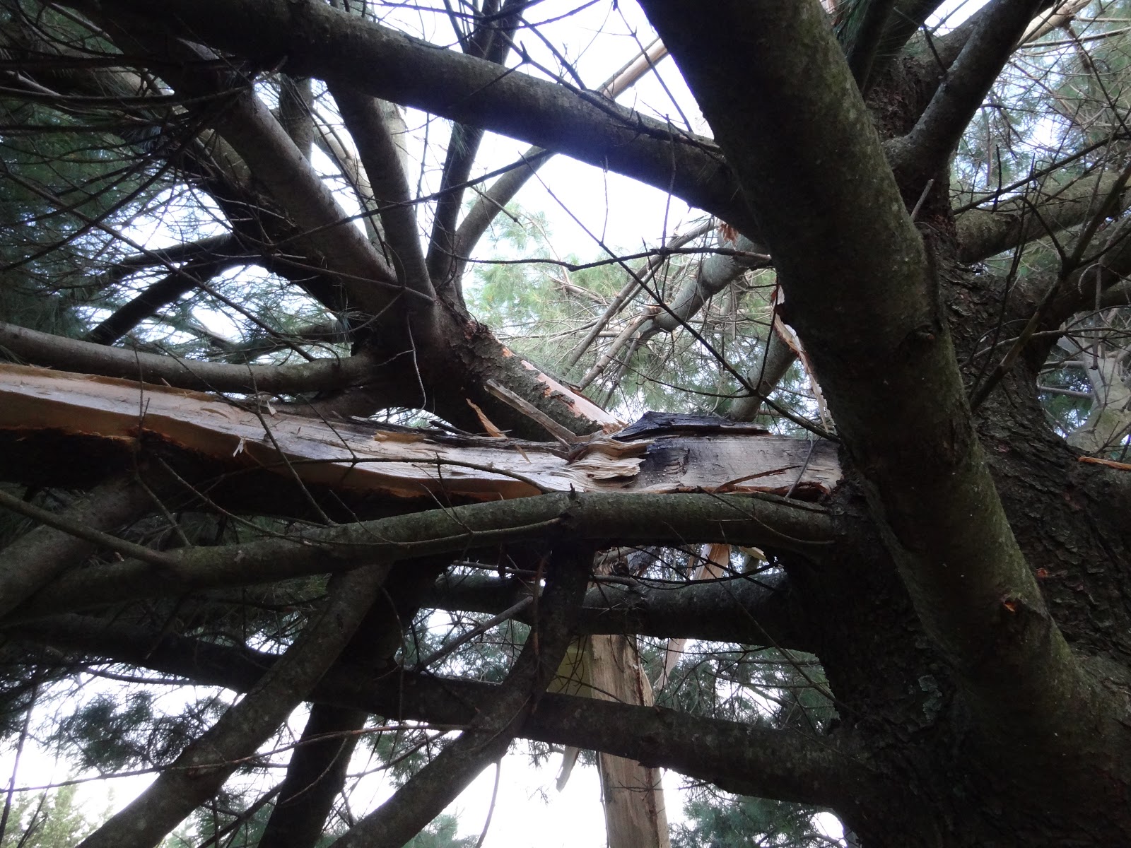 Live and Learn-Toss and Turn: Exploding Trees and Baby Robins