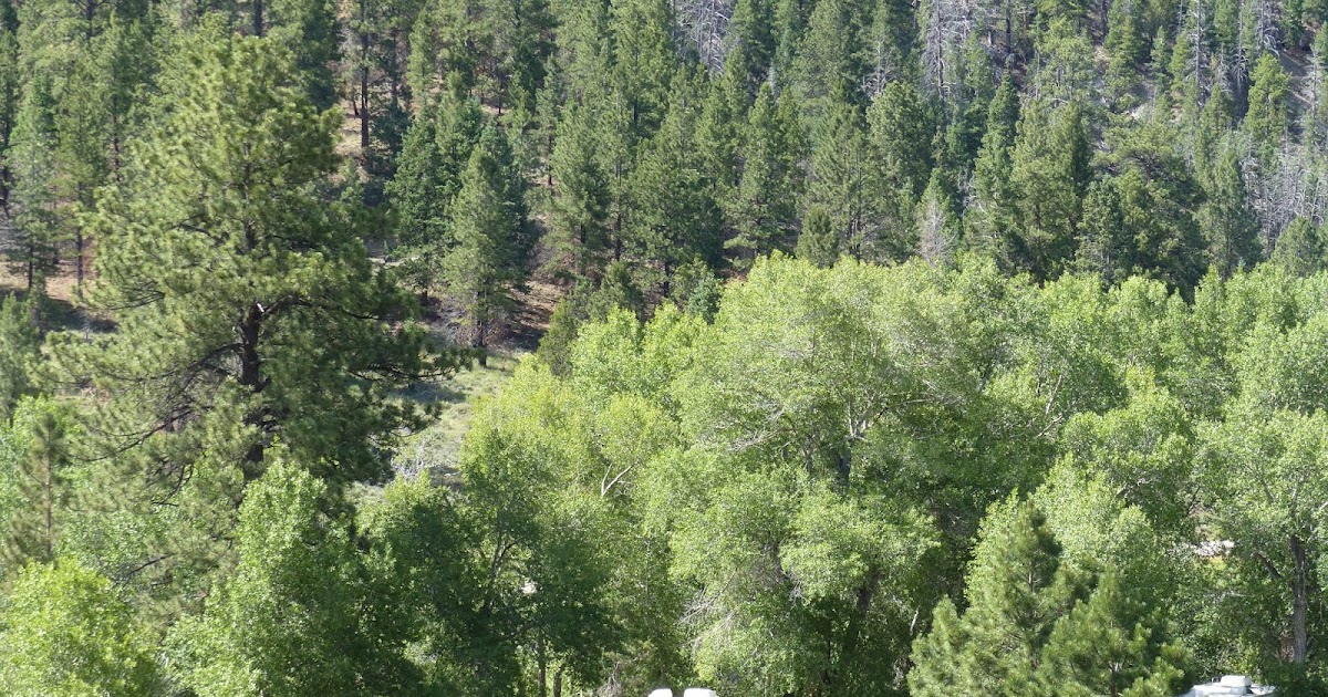 Land Cruising Adventure: White Bridge Campground | National Forest ...