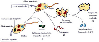 Los Animales : Teoría simbiótica