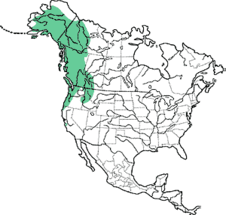 Northwestern Coniferous Forest