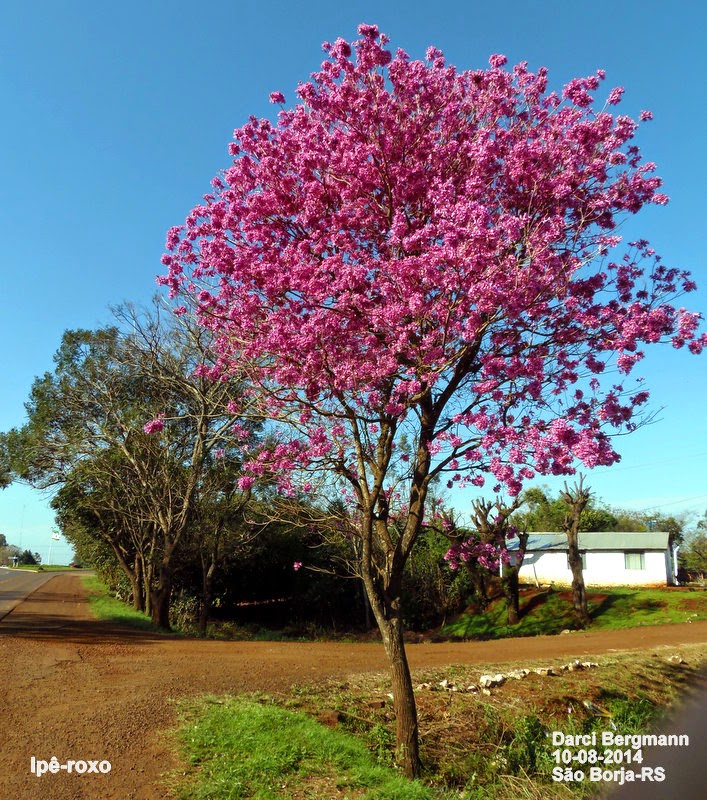 Plante Uma Vida, Plante Uma Árvore: Ipê-roxo, uma das árvores mais ...