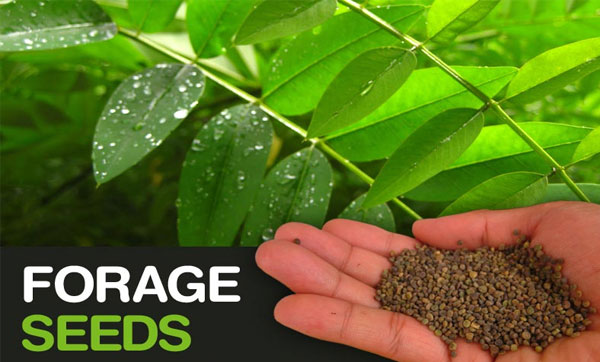 Preparations for Planting Forages for Animal Feed