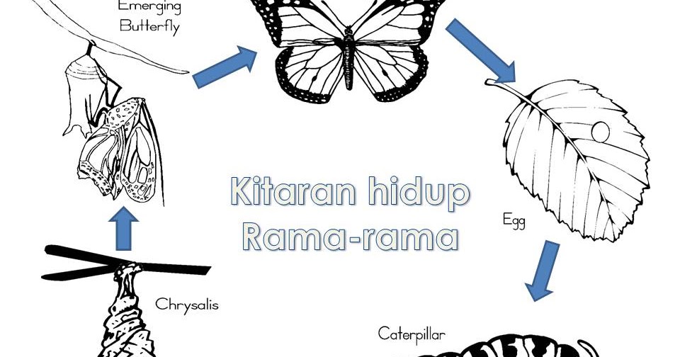 I CUT APPLE A: Rama-rama yang cantik