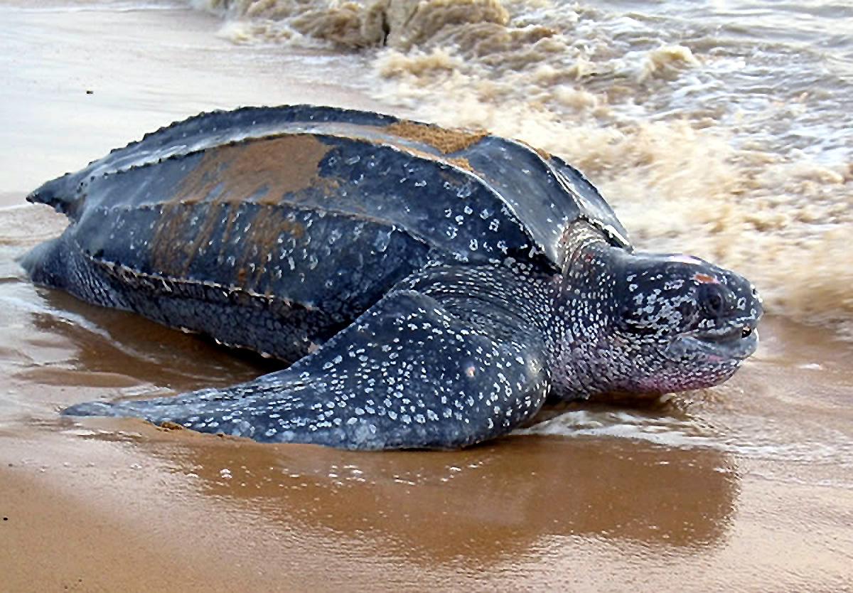 Mundo Ecólogo: Tortuga Prieta, especie en peligro de extinción