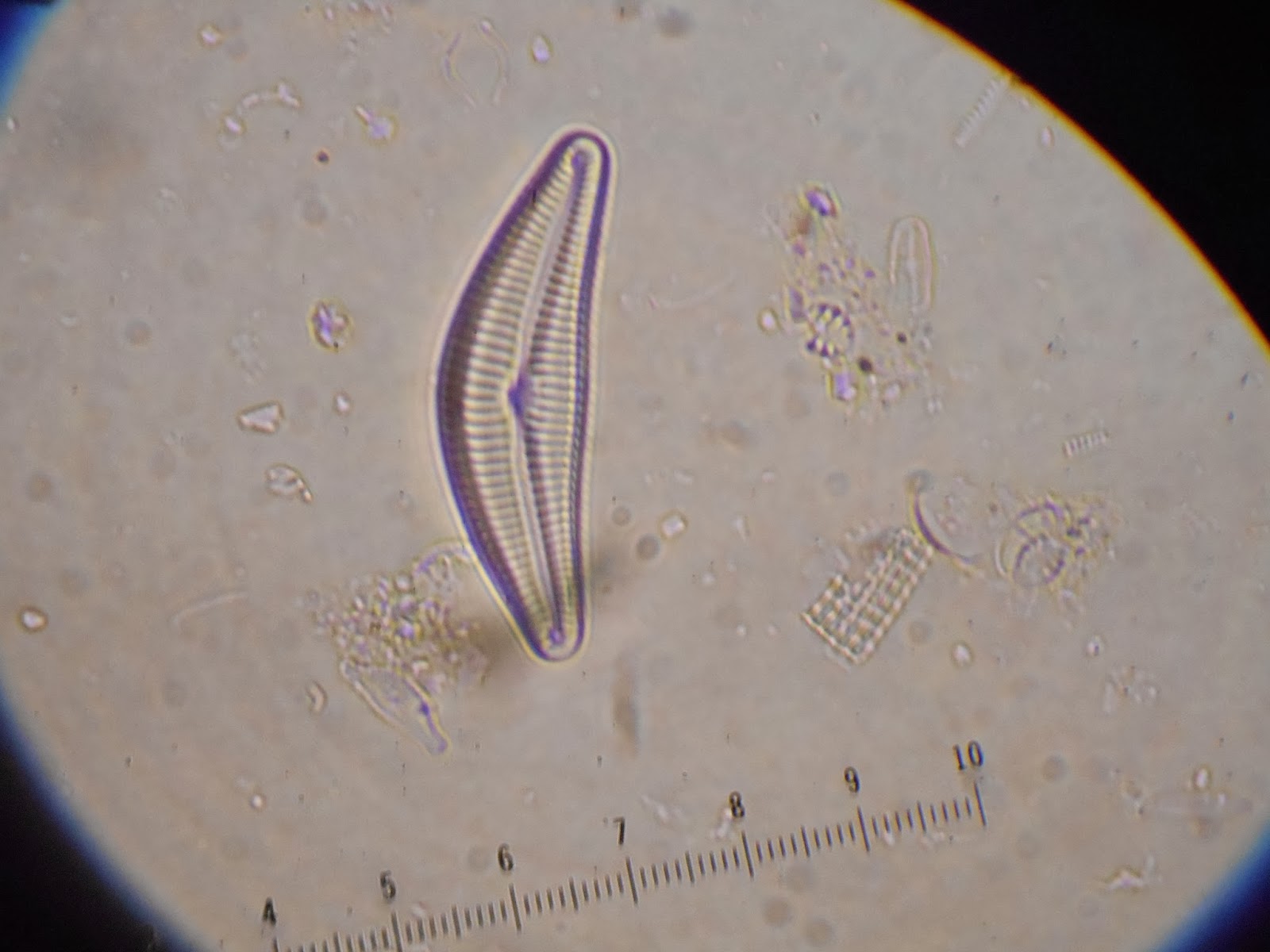 JCU Aquatic Resources : Diatoms from Soil Cores