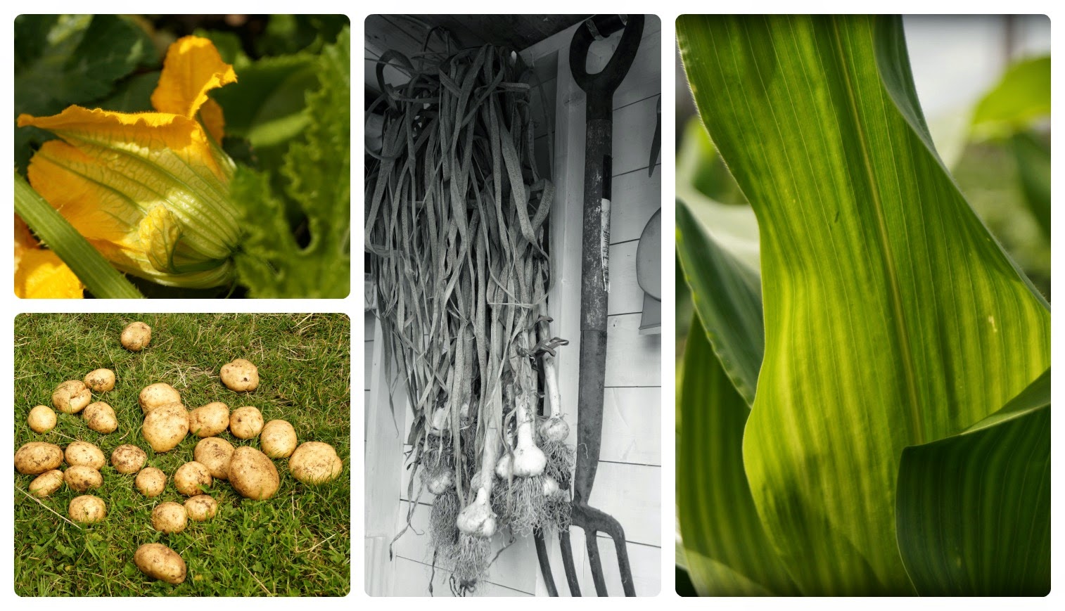 Grow Our Own ~ an ecotherapy blog: pretty allotment photography