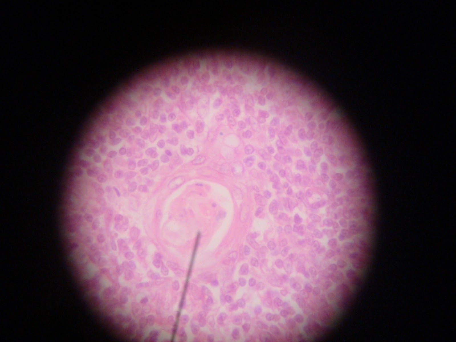 Medicina - Histología Humana / Medicine - Human Histology: Histologia ...