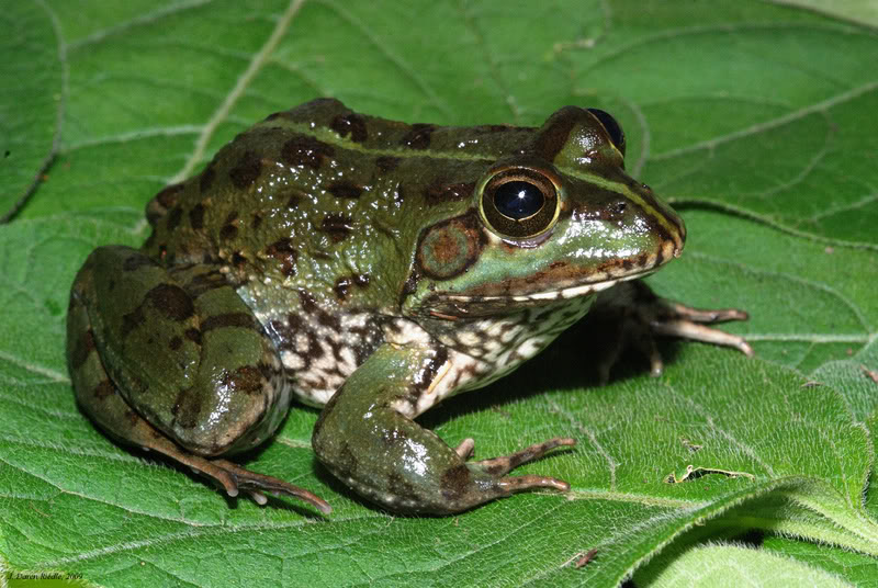 Animals of the world: Cape River Frog