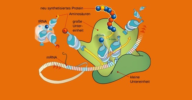 Pengertian Ribosom, Struktur dan Fungsi Ribosom - Cuntorio