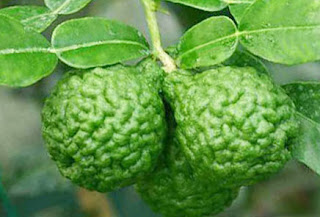 10 Manfaat Utama Jeruk Purut Bagi Kesehatan - Mamfaat.com