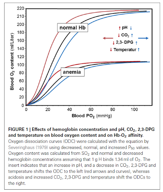 Muscle Oxygen Training: O2 desaturation during acidosis - the Bohr effect