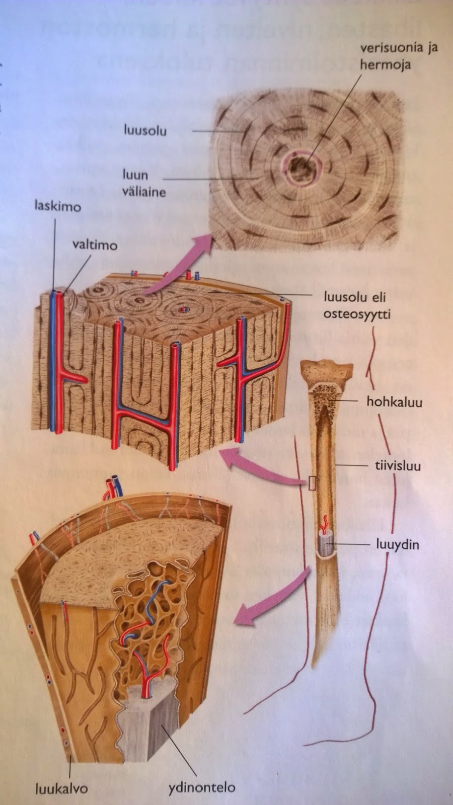 Kurssi 4, ihmisen biologia: Kappale 9, Liikkumiseen tarvitaan luita ...