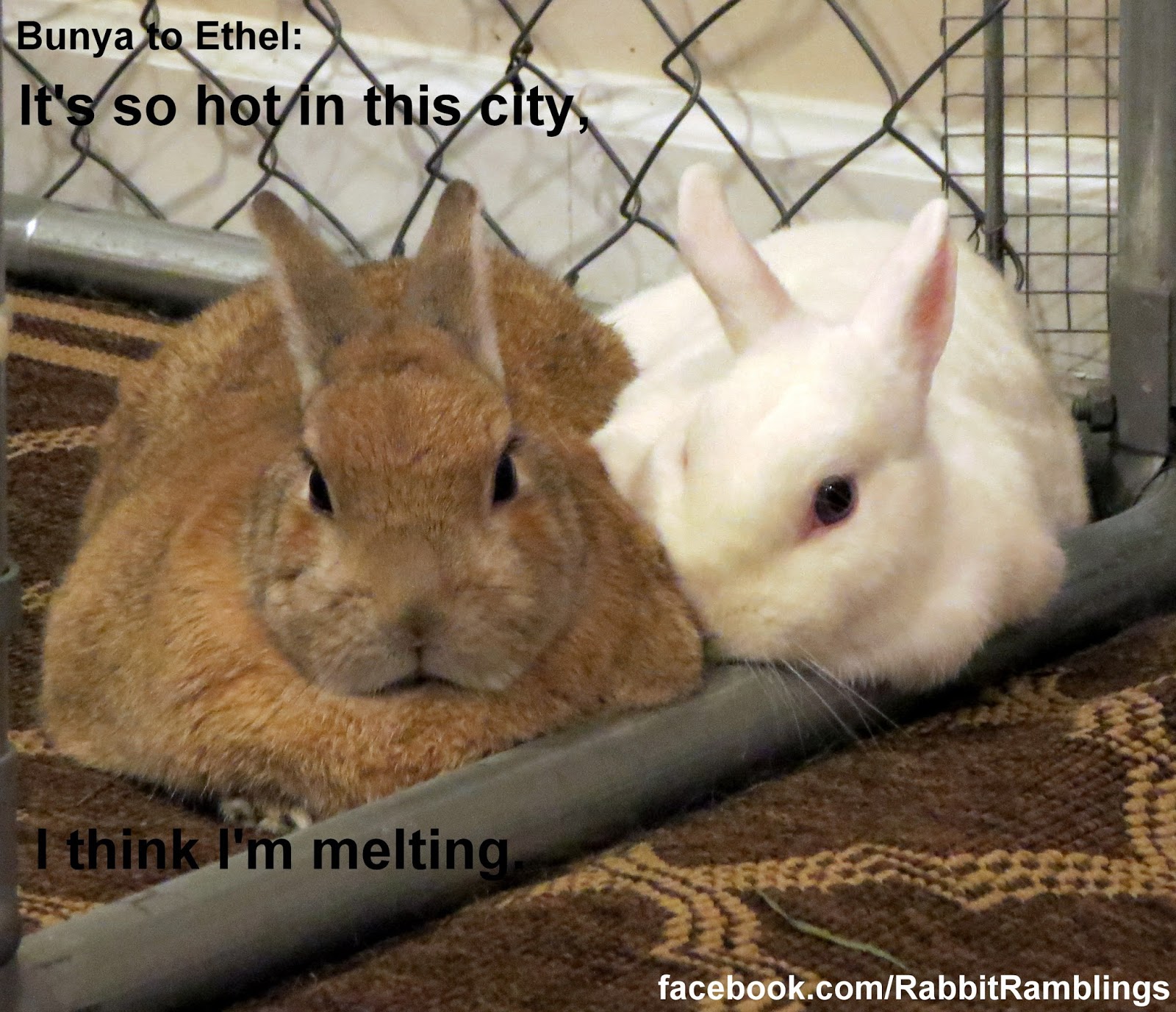 Hilarious Rabbit Memes