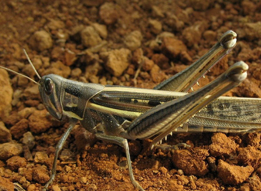 Grasshopper - Stock Image