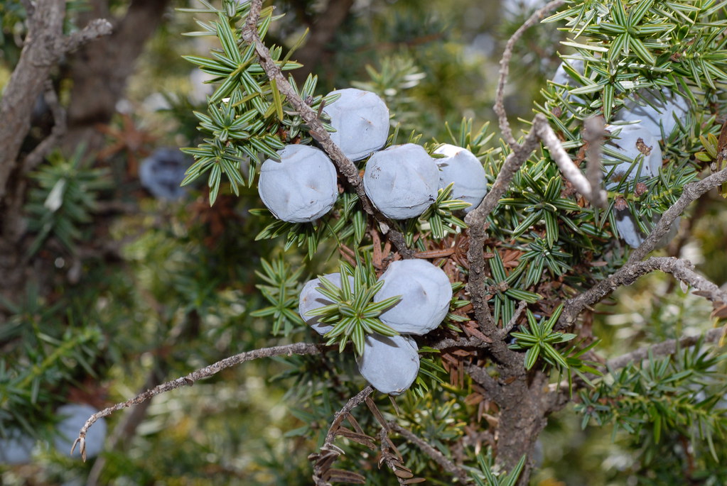 Juniperus drupacea - Syrian Juniper care and cultivation | Travaldo's blog