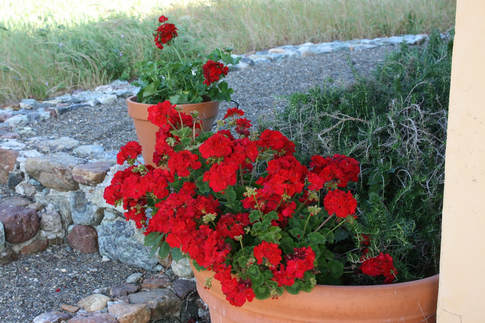 vignette design: The Red Geranium Project