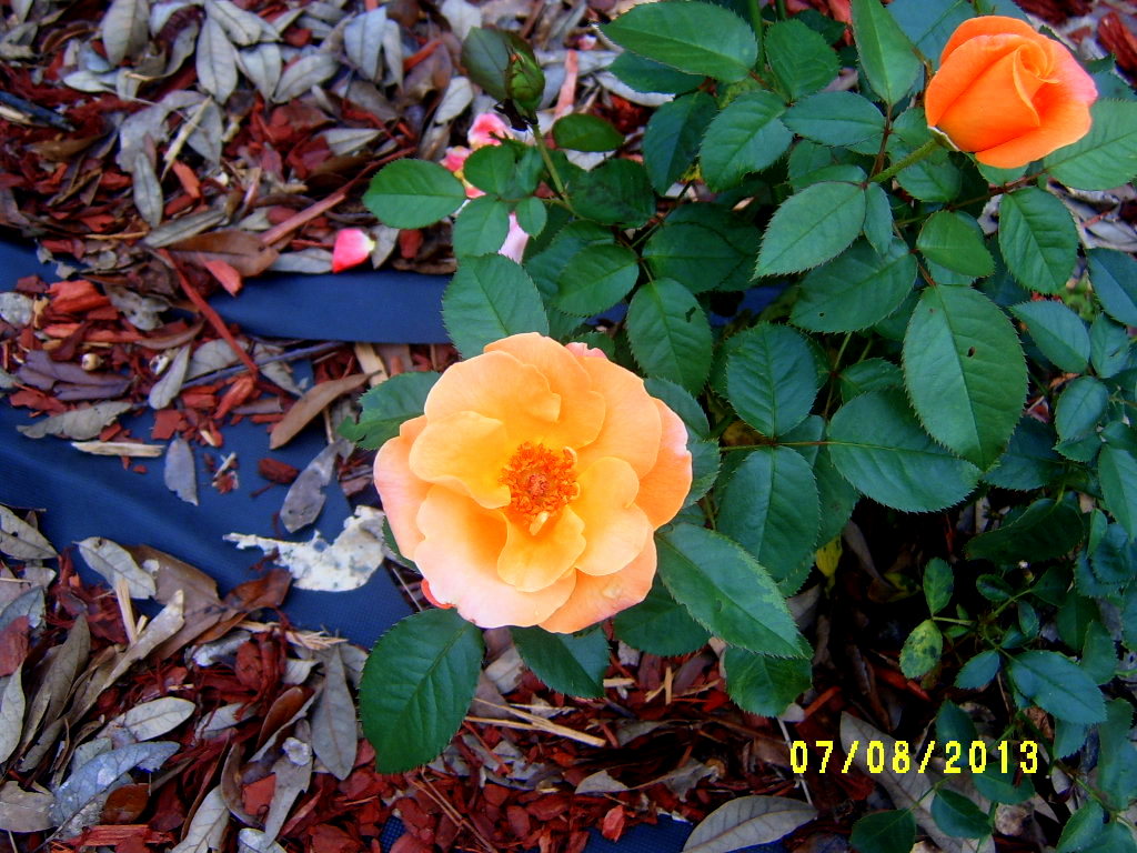 Most Beautiful Orange Roses In The World