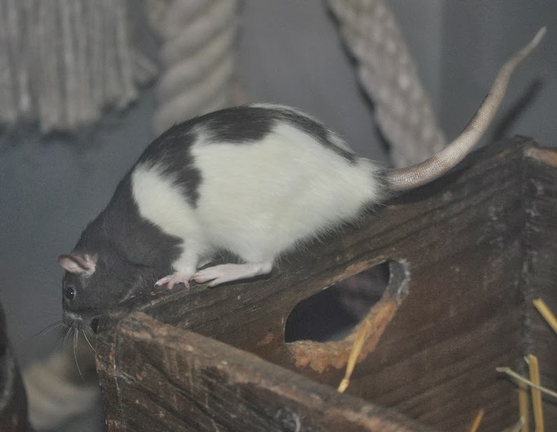 ZOOTOGRAFIANDO (6.100 ANIMALS): RATA DOMÉSTICA (Rattus norvegicus f. dom)