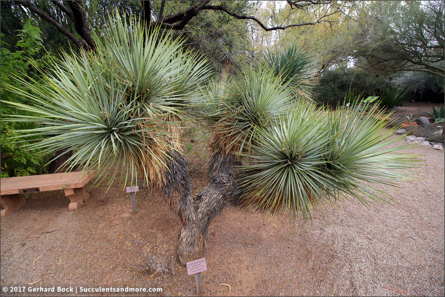 Tucson Botanical Gardens: Frida Kahlo & more