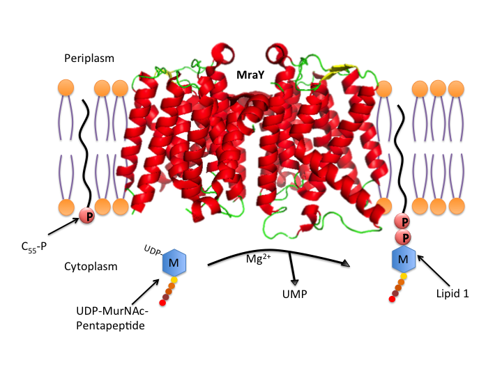 MraY Translocase: The Essential Integral Membrane Protein for Bacterial ...