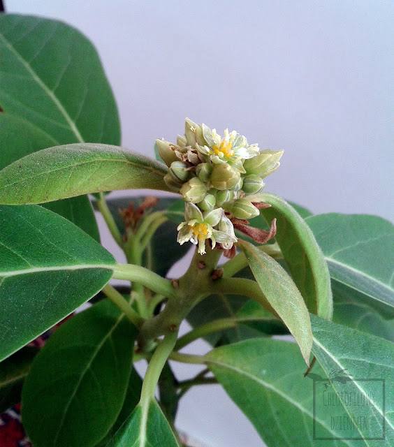 Awokado - opis i uprawa!