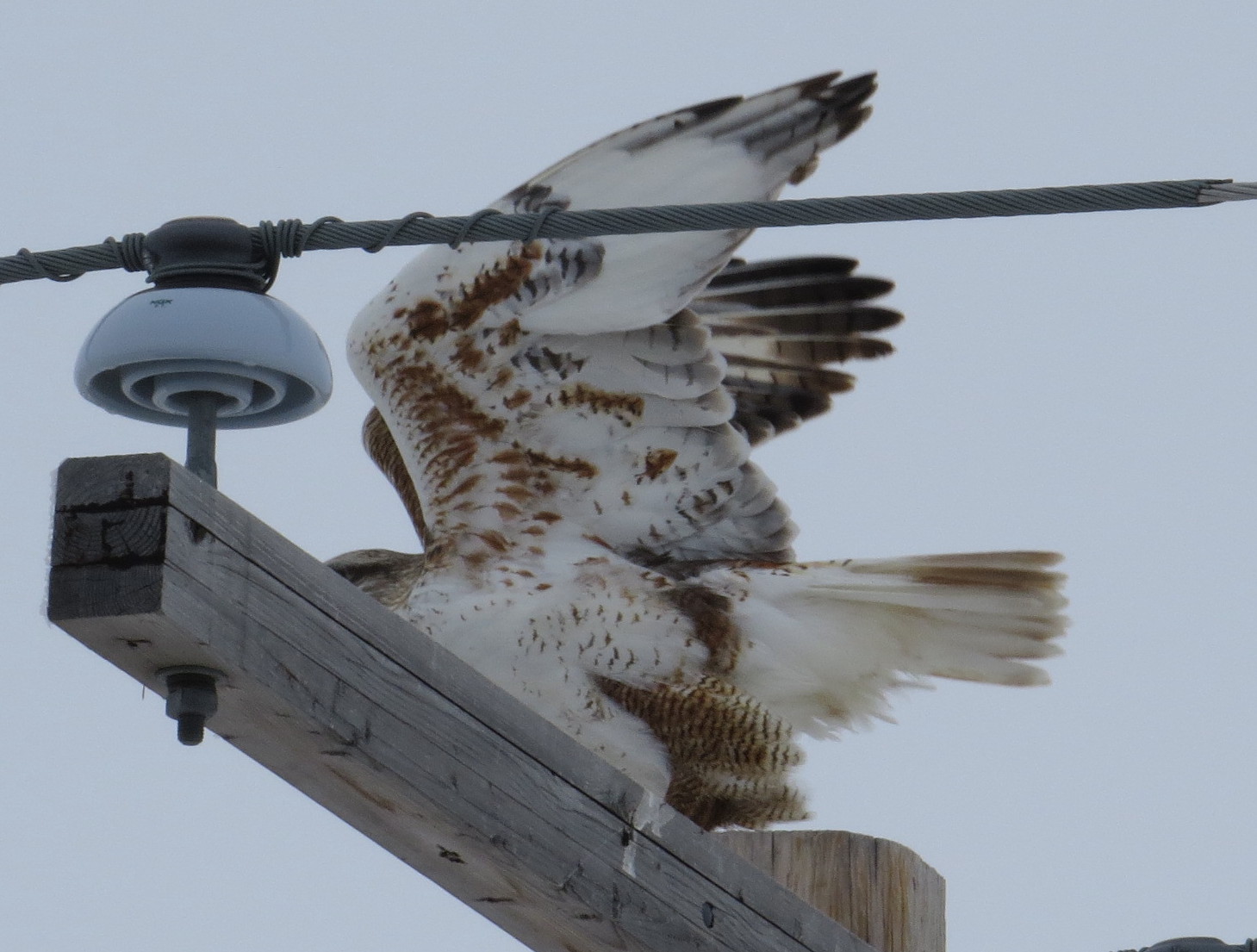 Still Life With Birder: Ferruginous Hawk