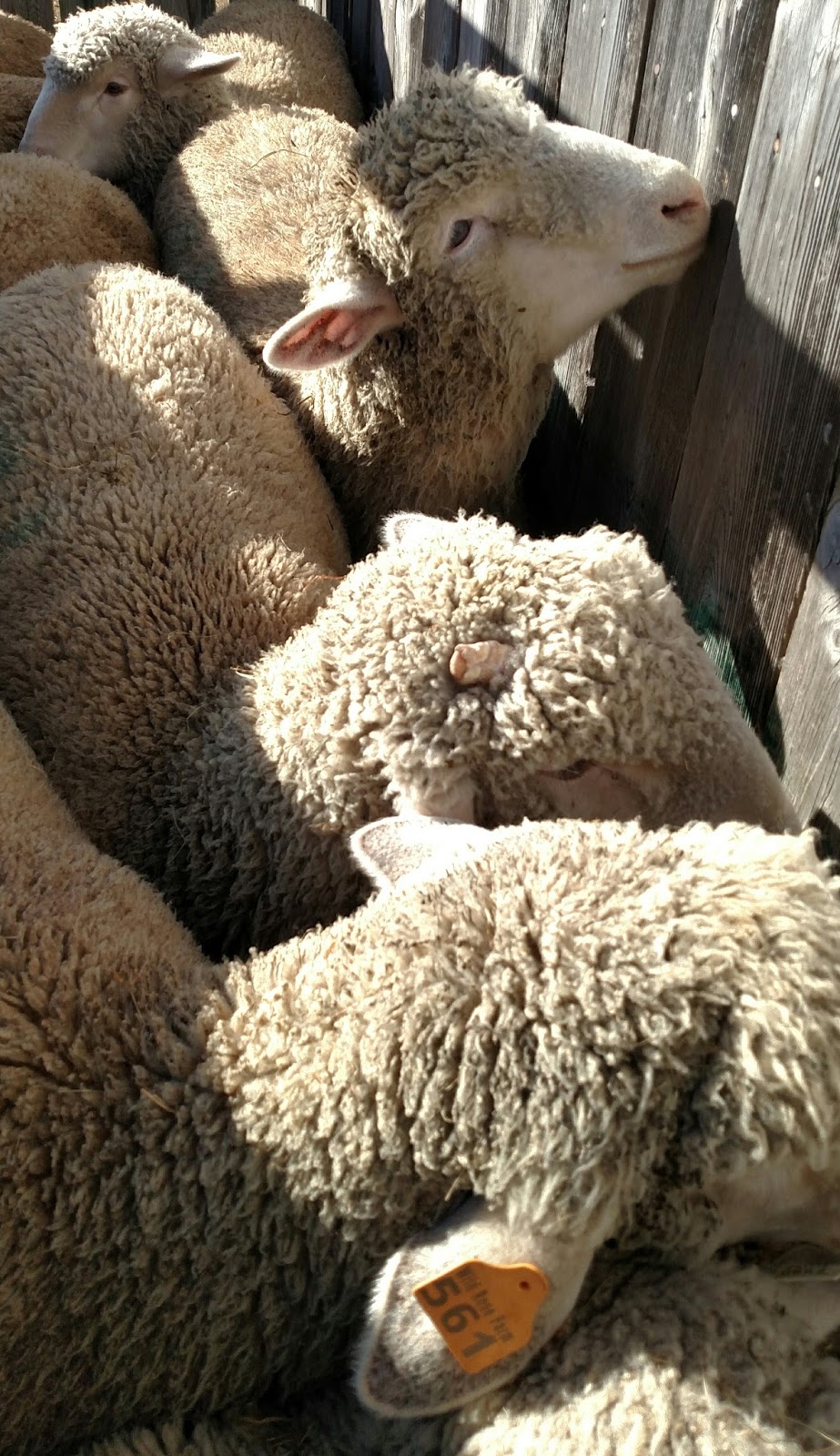 Wild Rose Farm: Ewe Lamb Leaves For New Home!
