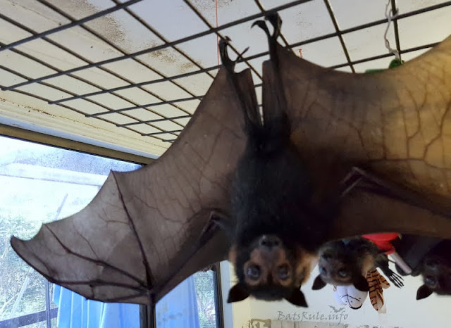 Rehab | Megabat babies (Flying-foxes) (Fruit bats)