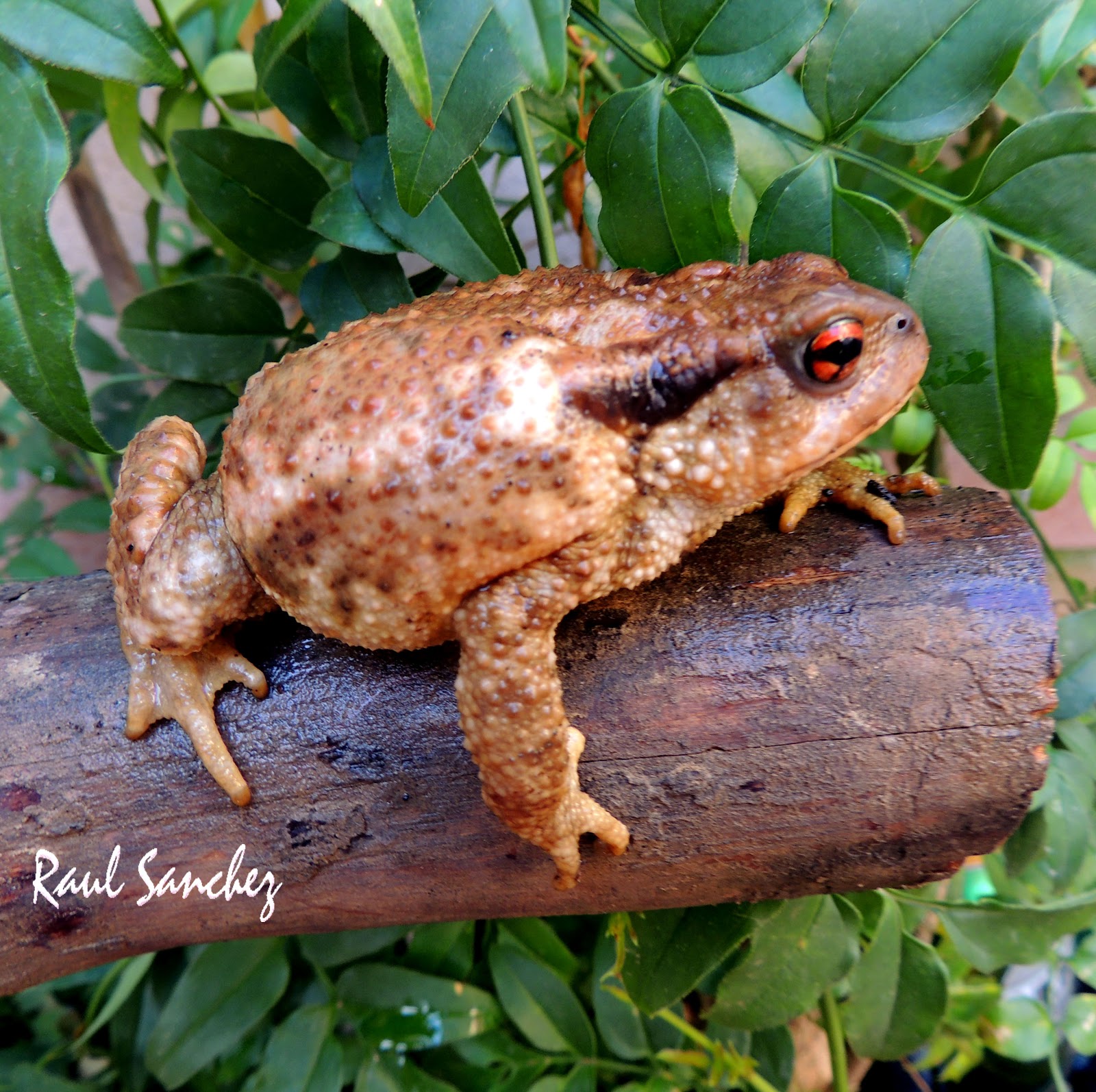 Naturaleza Viva : Los Sapos ,anuros (Anura )