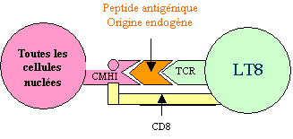 Les maladies auto-immunes : une guerre contre soi: De l'immunité ...