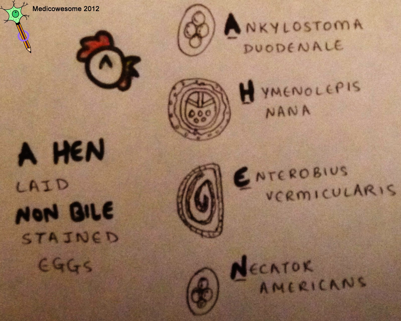 Medicowesome: Bile stained and non bile stained eggs mnemonic