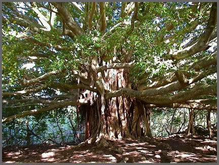 Ocean Breeze: Mystery In The Balete Tree