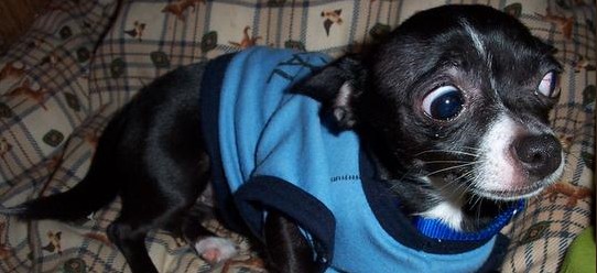 PetProduct: Chihuahua Dog - Chiwawa Dog Information