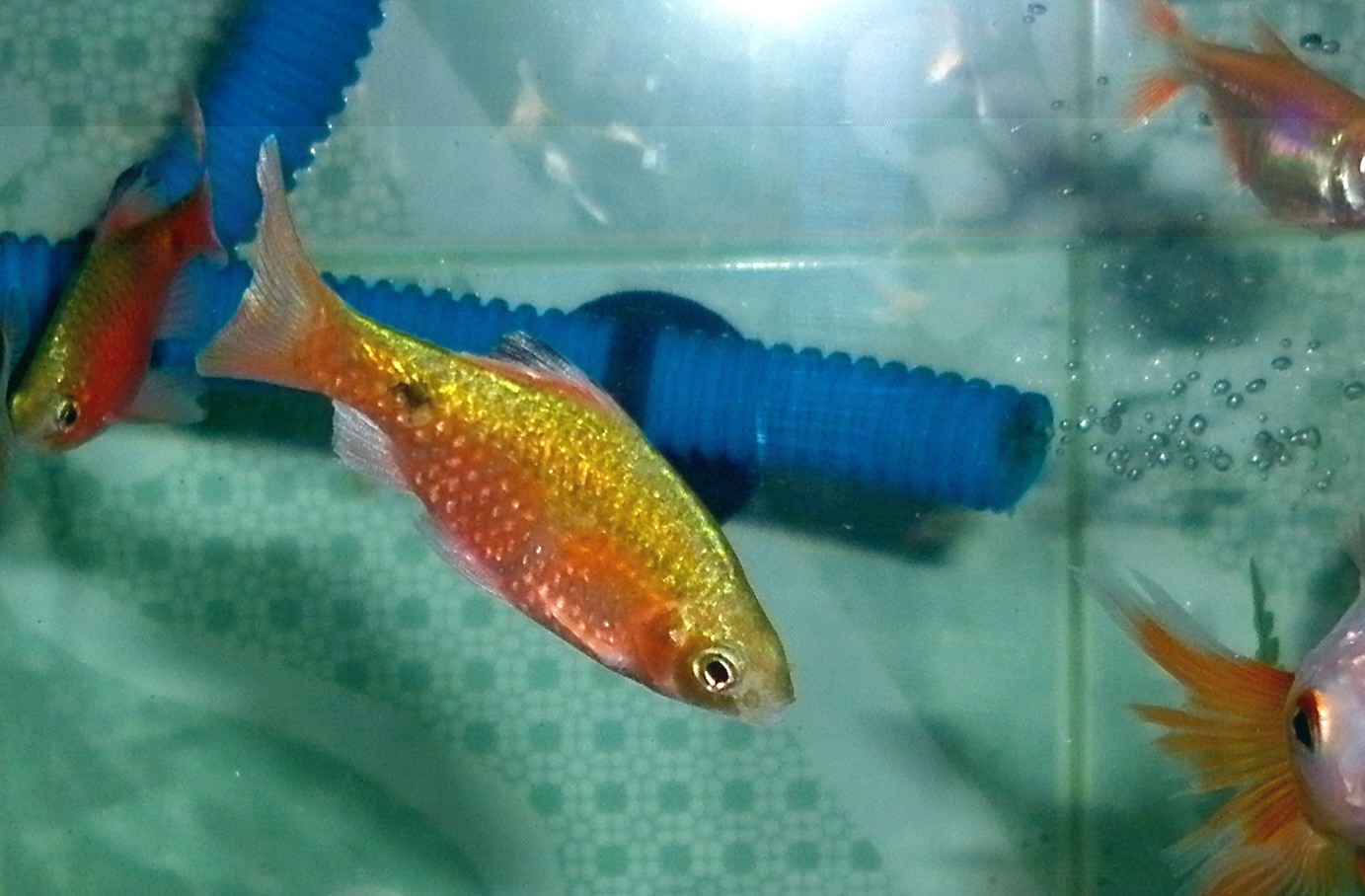 Fish World: Rosy Barb