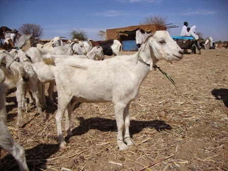 GENETIC IMPROVEMENT FOR AFRICA: Sudanese Goats Main Breeds
