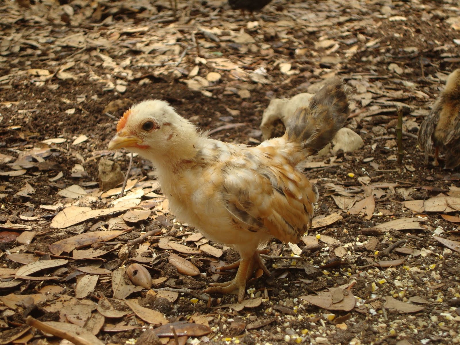 Tiny Chickens: Serama and silkie babies