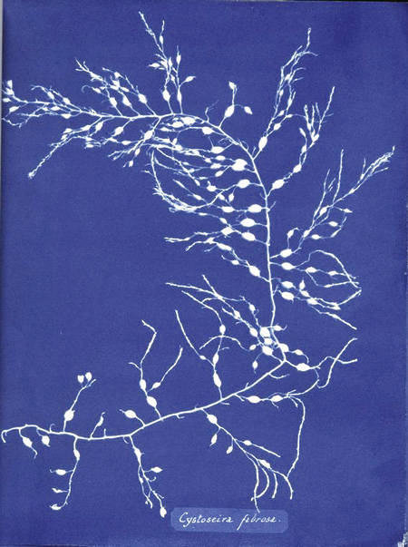 lamb & blonde: Artist Spotlight: Anna Atkins