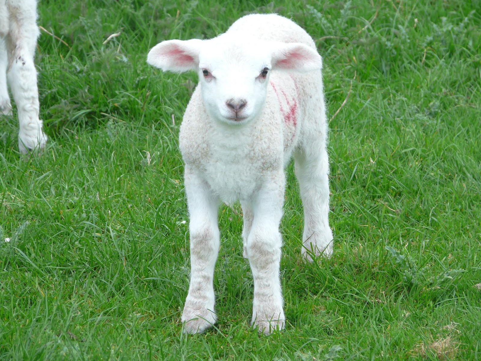 Lamb Pneumonia
