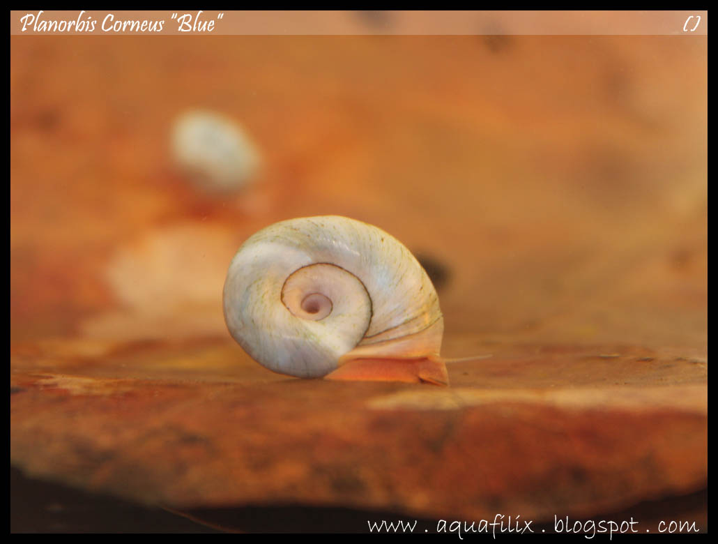 Aquafilix: Planorbis Corneus (Planorbarius Corneus)