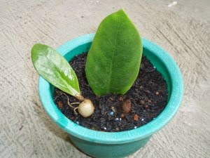 Kumpulan catatan kecilku: Perkembang biakan tumbuhan