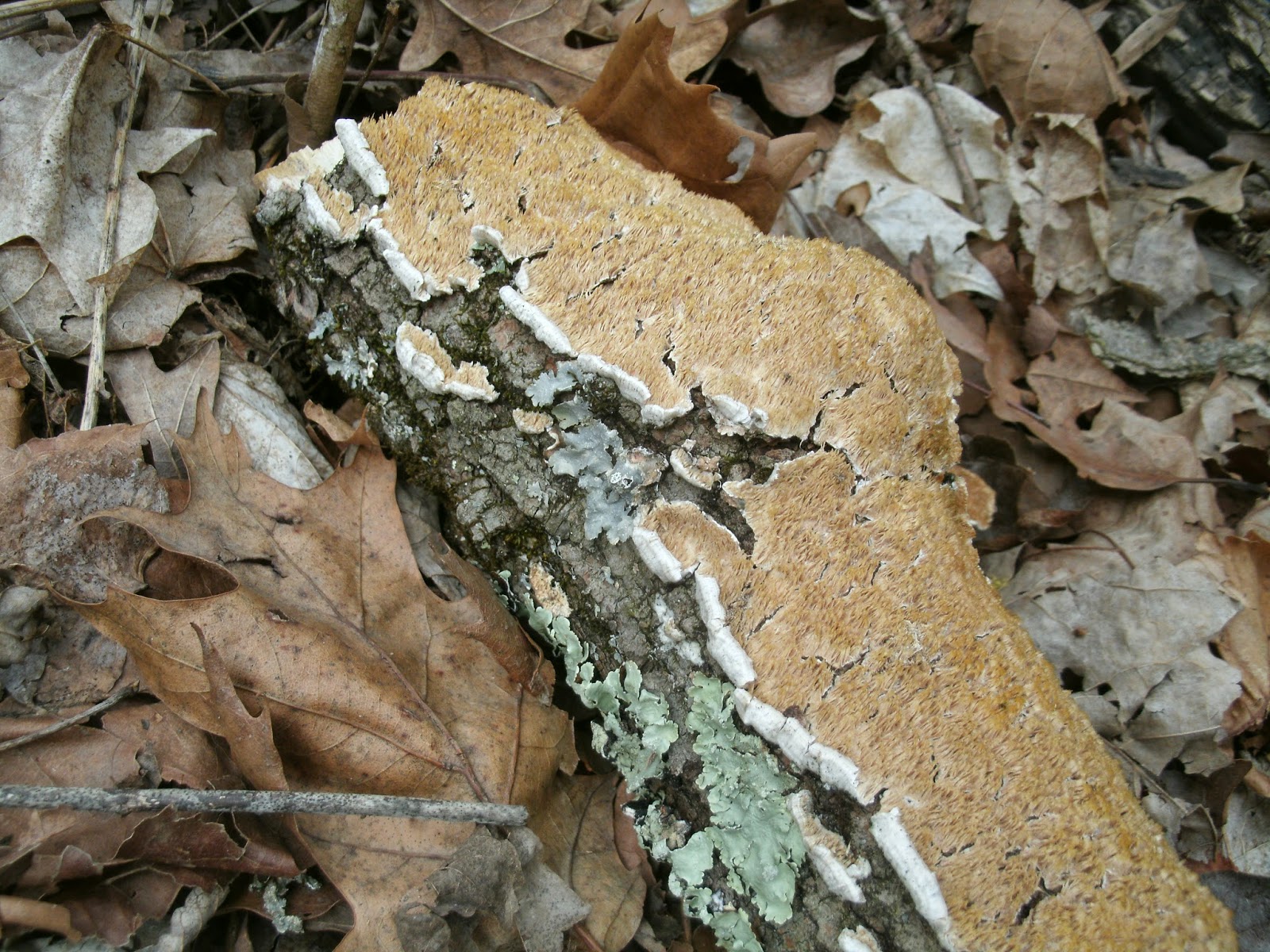 Lafayette Reporter: Irpex lacteus