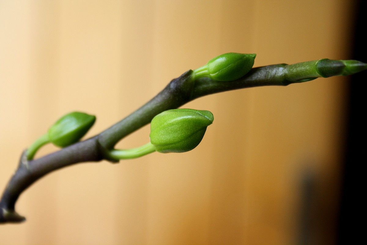 Civitas: Brotes verdes