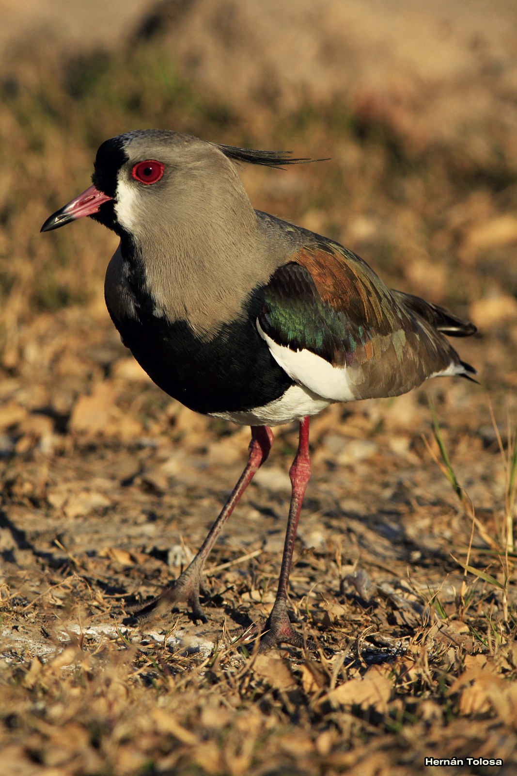 Aves de Argentina: Tero empollando