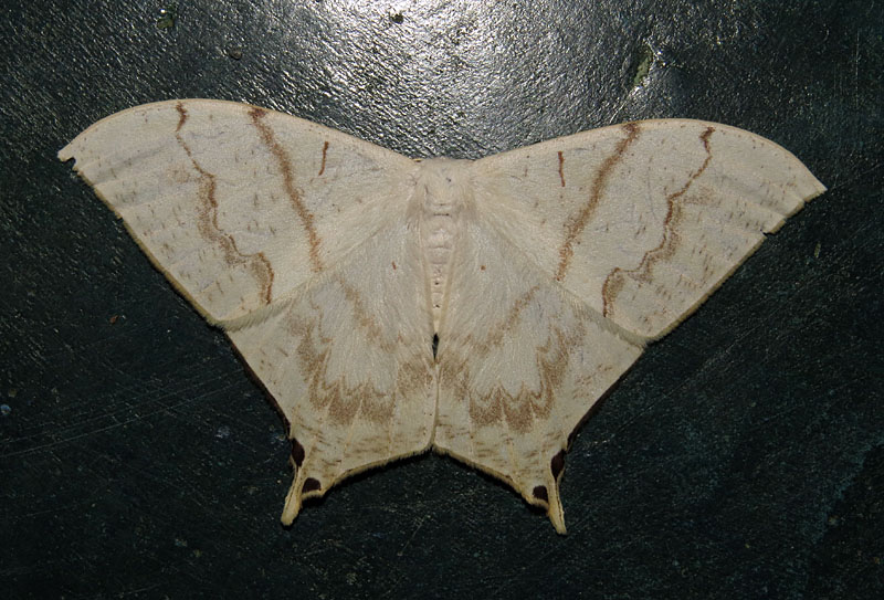 Birdernaturalist: Day 3 at Cristalino Jungle Lodge – Tower I, the ...