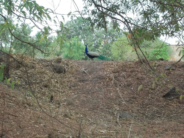 Wanderlust: Morachi Chincholi